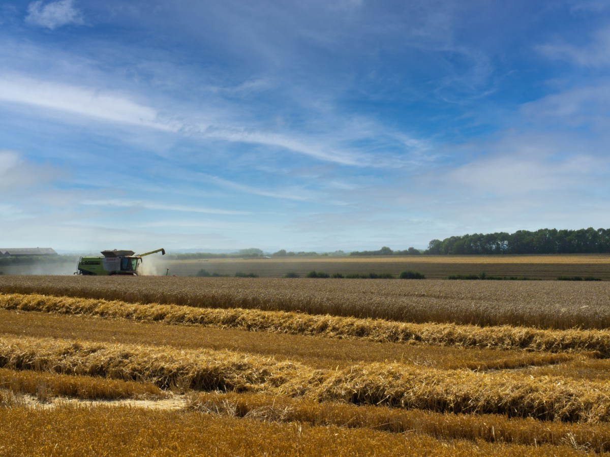 How are you celebrating the Harvest? | The Three Villages